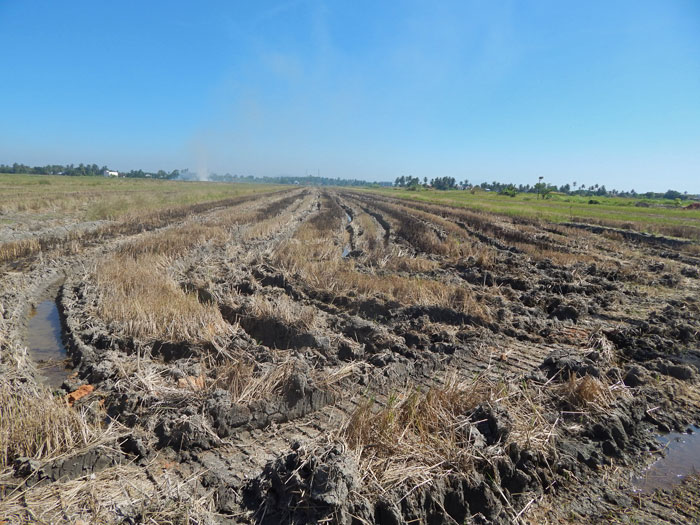 CAP is concerned that Kerian farmers livelihood will be affected due to ...