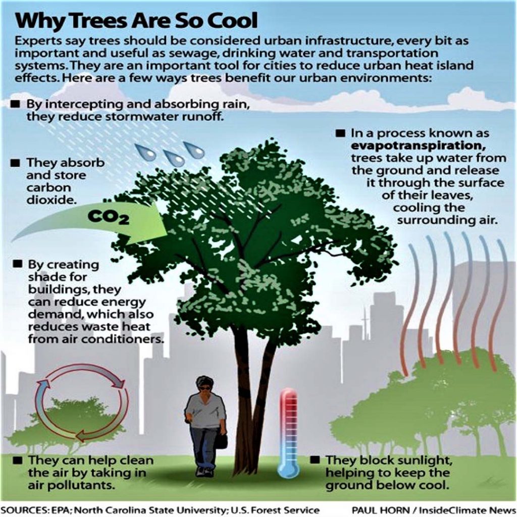 TREES COOL THE AIR – Consumers Association Penang