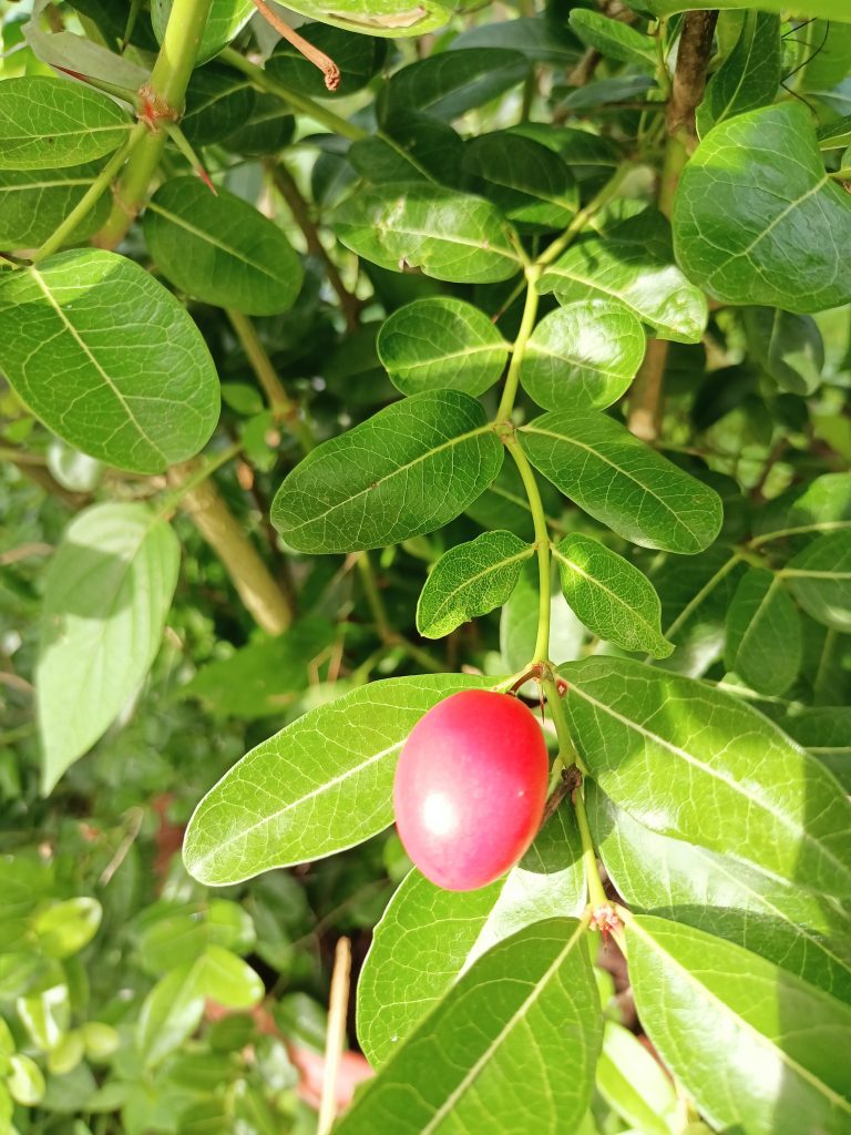 “AGROECOLOGY FOR ALL: Initiatives in Malaysia” – FARMERS – Consumers ...
