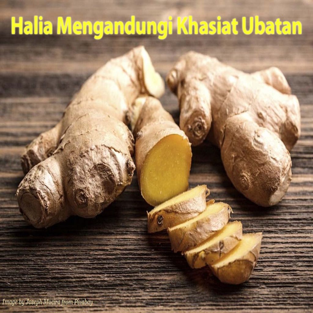 HALIA MENGANDUNGI KHASIAT UBATAN – Persatuan Pengguna Penang