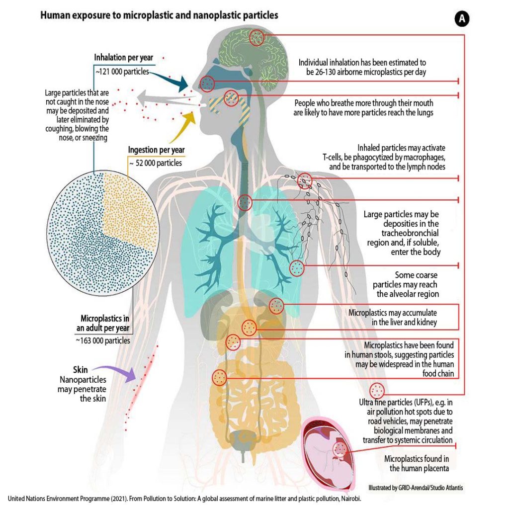 THE AVERAGE PERSON INGESTS 163,000 MICROPLASTIC PARTICLES PER YEAR ...