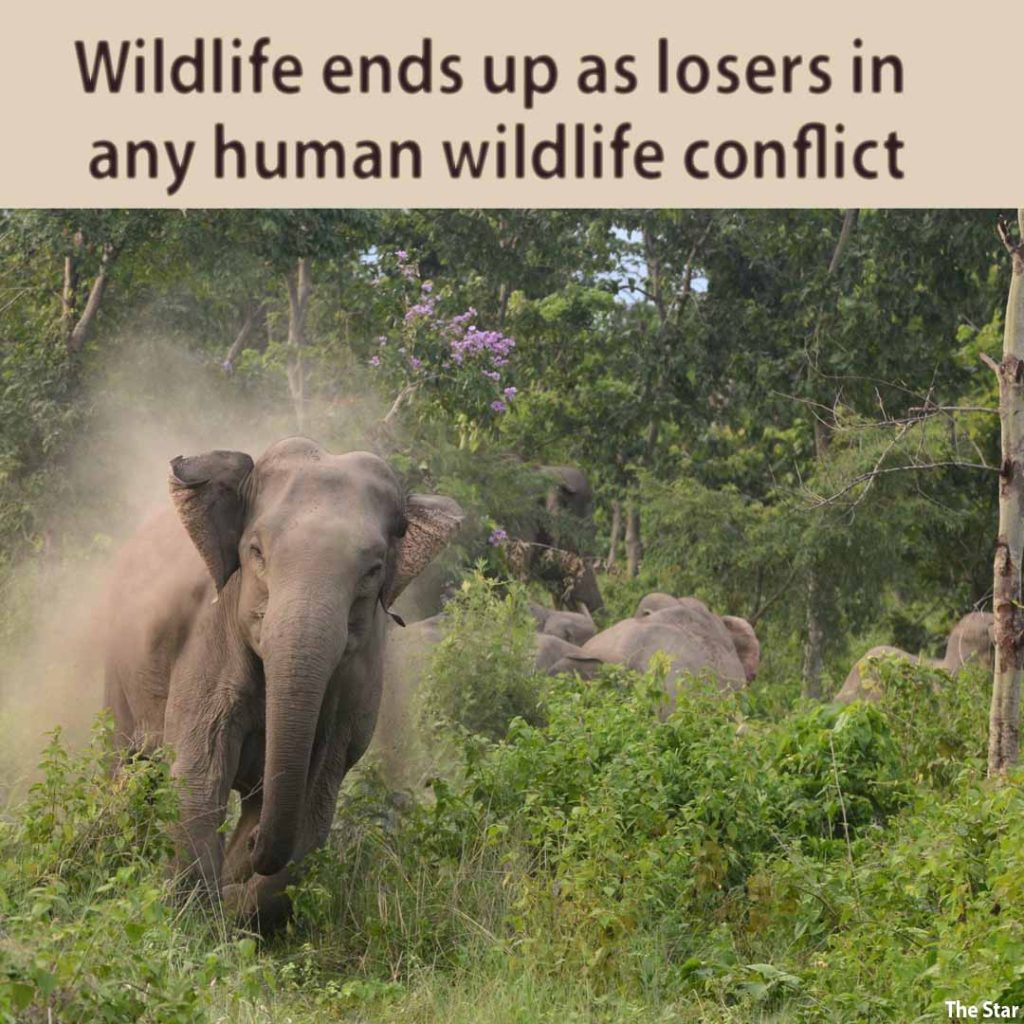 Wildlife ends up as losers in any human wildlife conflict – Consumers ...
