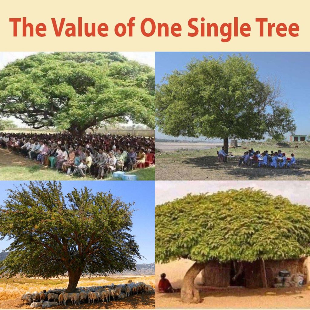 THE VALUE OF ONE SINGLE TREE – Consumers Association Penang