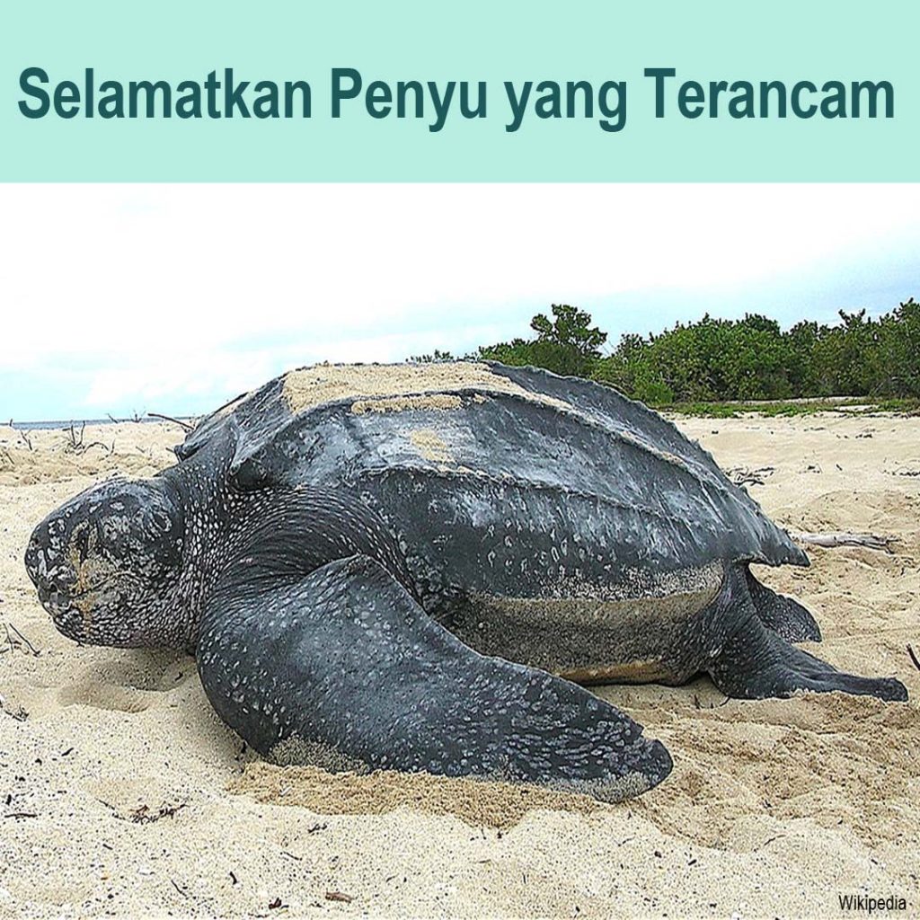 Selamatkan Penyu yang Terancam – Persatuan Pengguna Penang