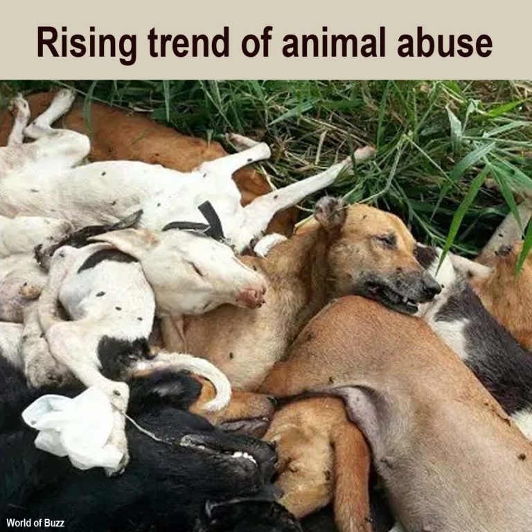 Rising trend of animal abuse – Consumers Association Penang