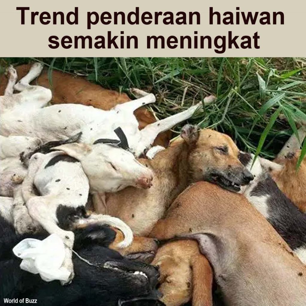 Trend penderaan haiwan semakin meningkat – Persatuan Pengguna Penang