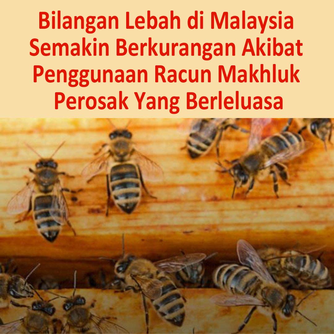 Bilangan Lebah di Malaysia Semakin Berkurangan Akibat Penggunaan Racun ...
