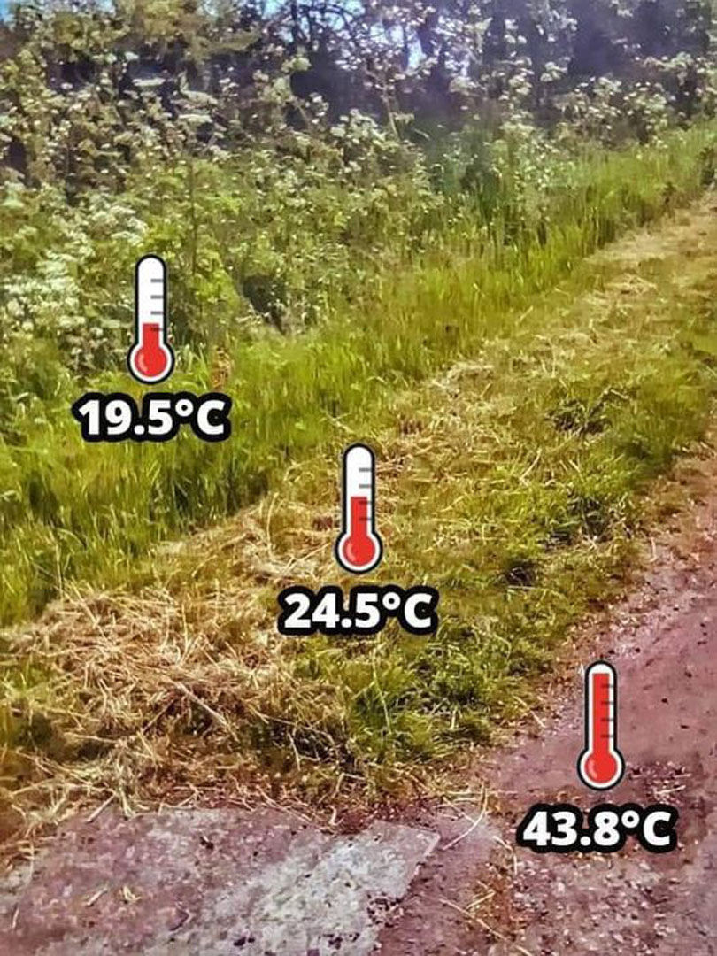GRASS IS COOL – Consumers Association Penang