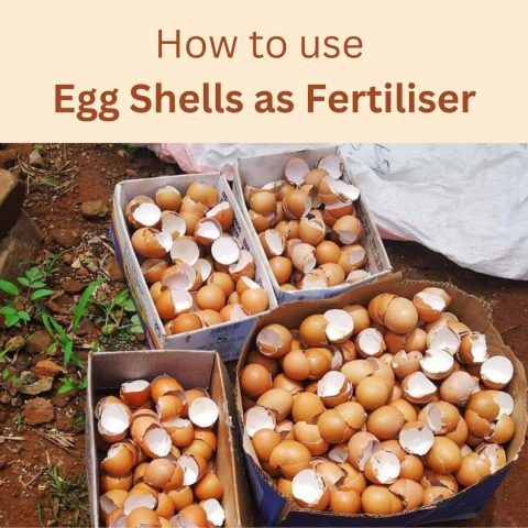 HOW TO USE EGG SHELLS AS FERTILISER – Consumers Association Penang