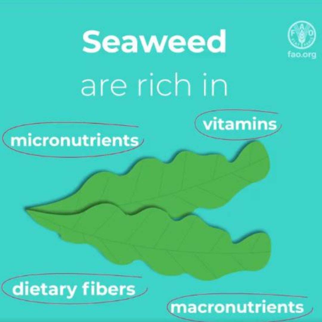 3 INTERESTING SEAWEED FACTS – Consumers Association Penang