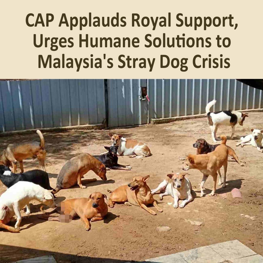 CAP Applauds Royal Support, Urges Humane Solutions to Malaysia’s Stray ...