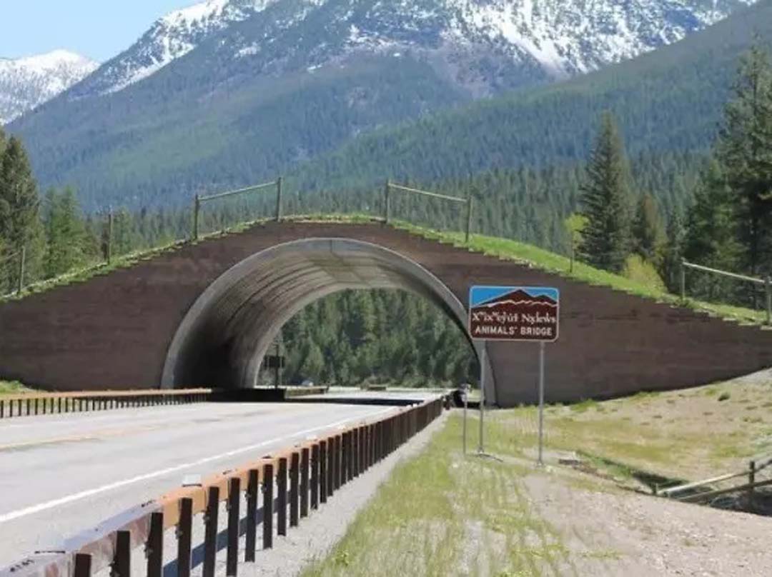21 AMAZING ANIMAL BRIDGES ACROSS THE WORLD that Save Thousands of ...