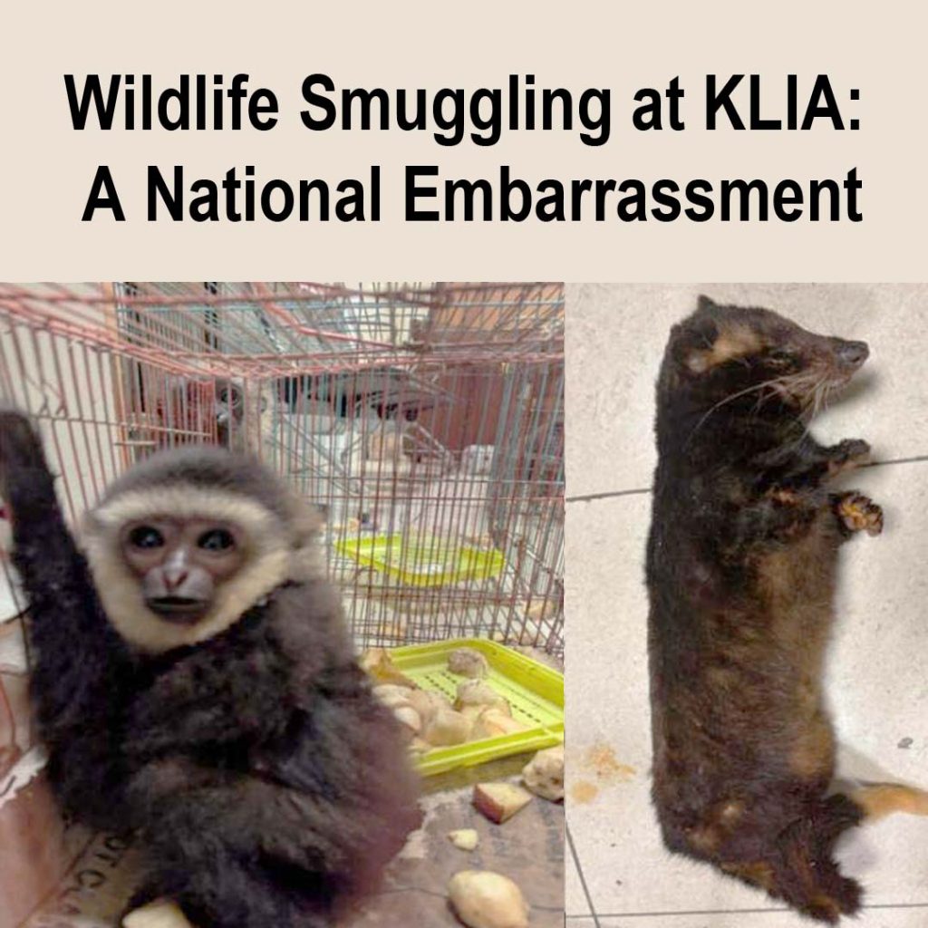 Wildlife Smuggling at KLIA: A National Embarrassment – Consumers ...