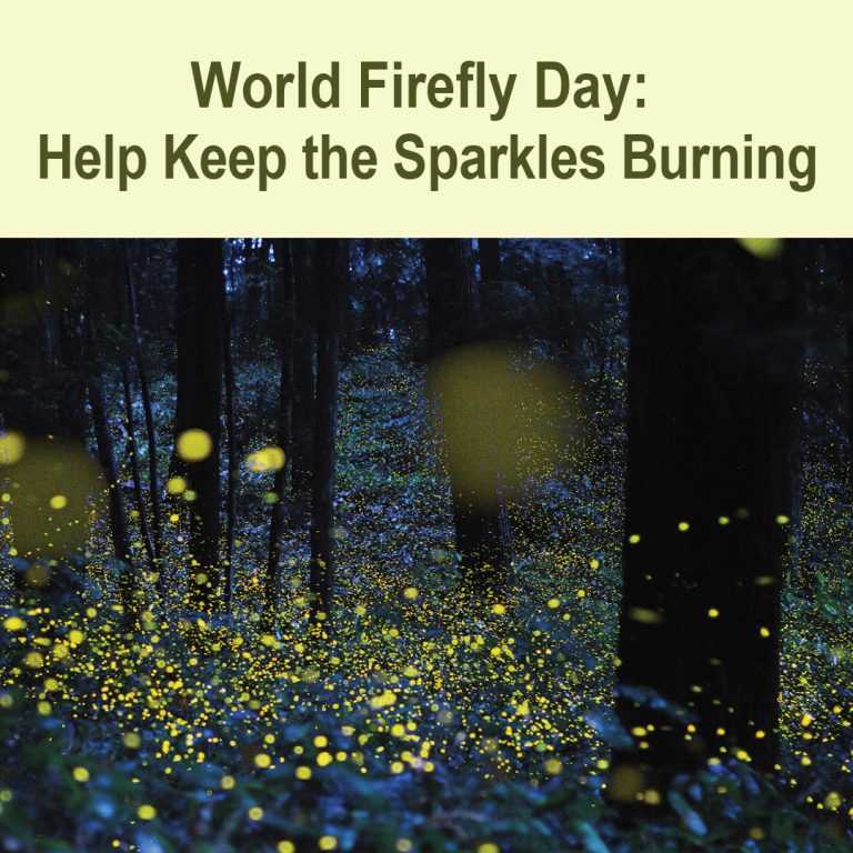 World Firefly Day: Help Keep the Sparkles Burning – Consumers ...