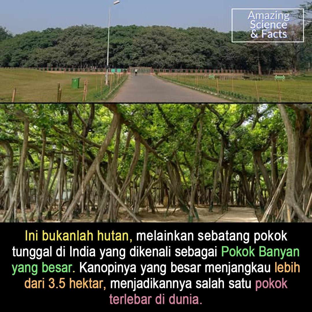 POKOK BANYAN – Simbol Kemampanan – Persatuan Pengguna Penang